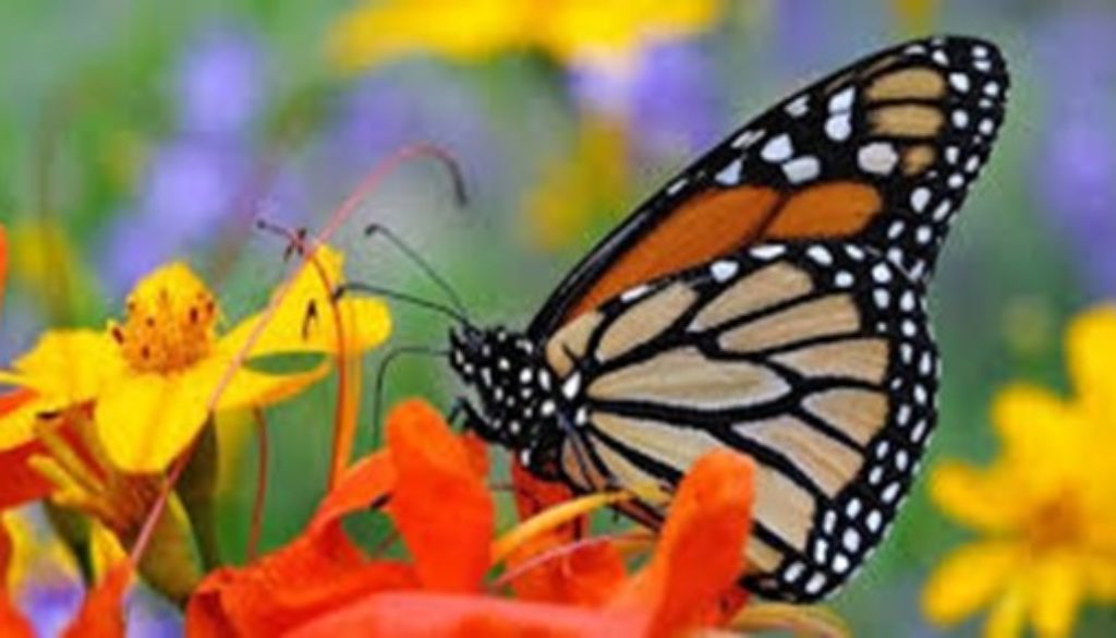 Balade au coeur du Vully Fribourgeois, vendredi 26 avril 2024 - AVIVO